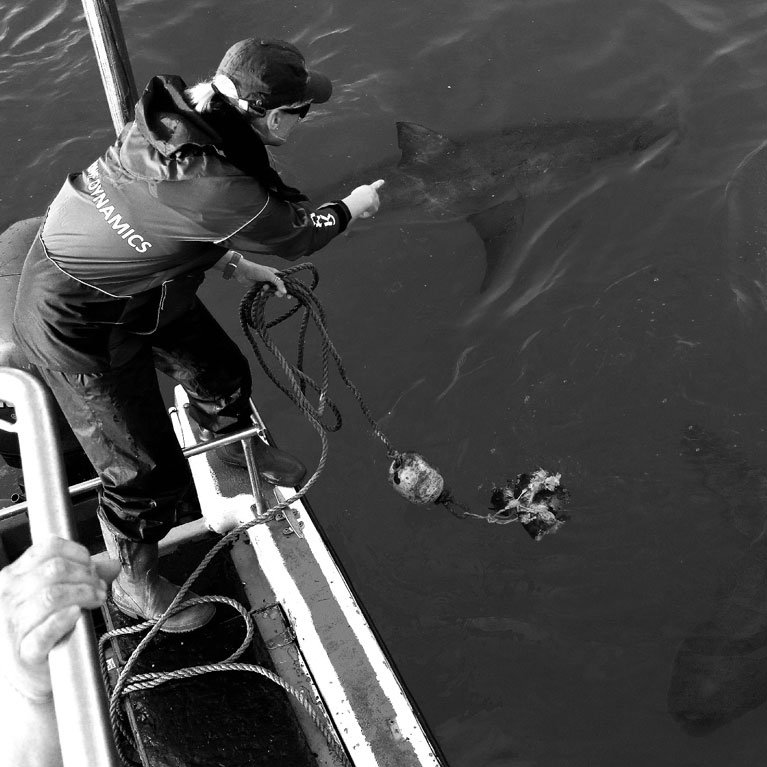 Orca predation on white sharks - Save Our Seas Foundation