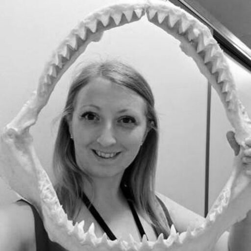 What did prehistoric sharks look like? - Save Our Seas Foundation