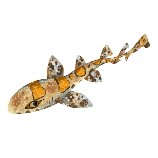 Puffadder shyshark - Save Our Seas Foundation