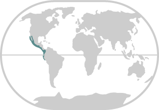 Pacific cownose ray - Save Our Seas Foundation