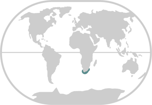 Puffadder shyshark - Save Our Seas Foundation