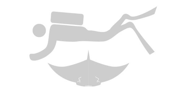 Pacific cownose ray - Save Our Seas Foundation