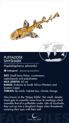 Puffadder shyshark - Save Our Seas Foundation