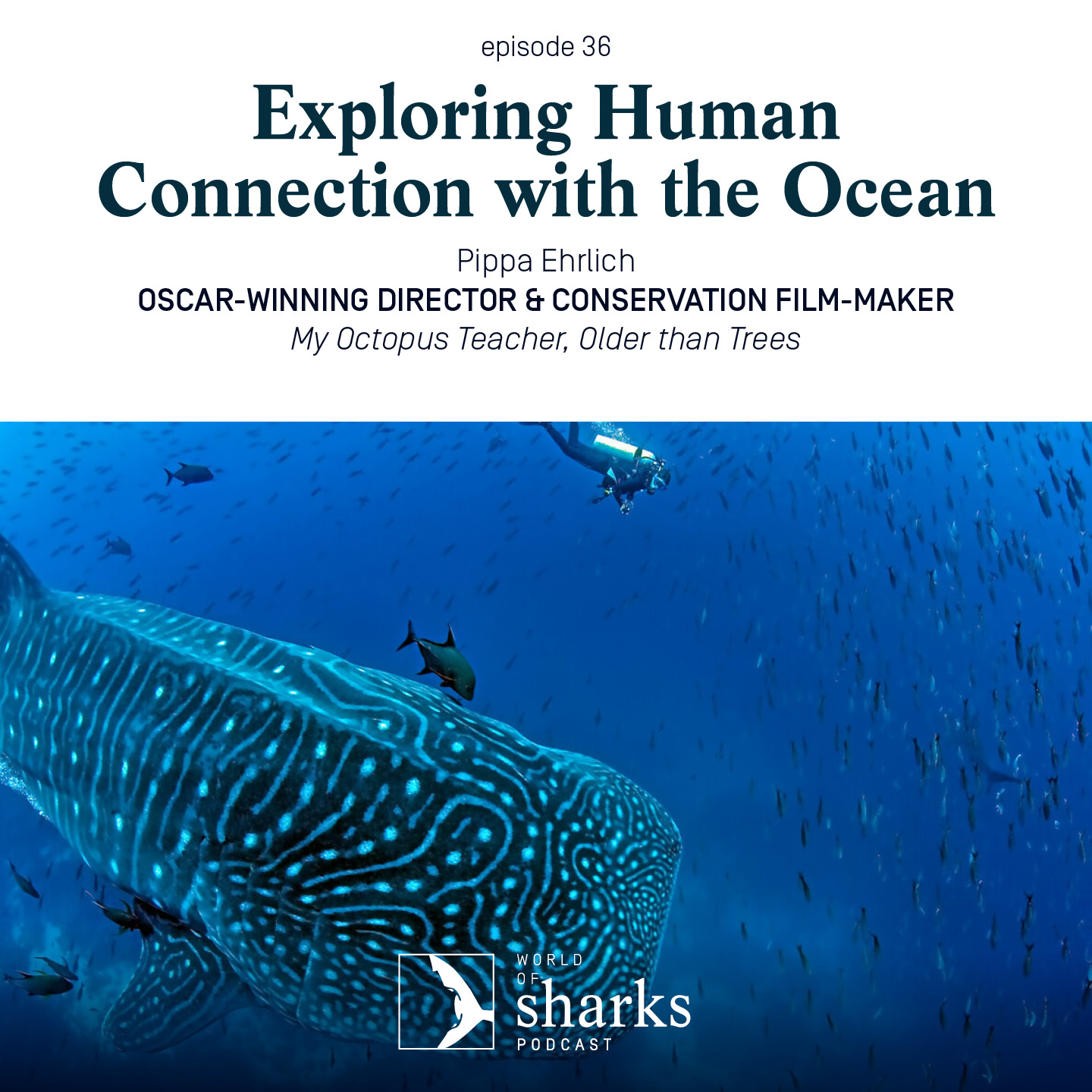 Exploring human connection with the ocean - Save Our Seas Foundation