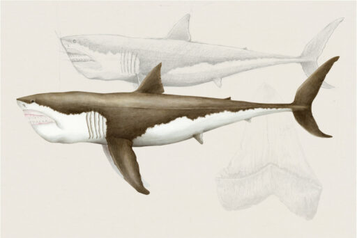 Megalodon - Save Our Seas Foundation