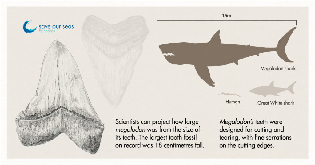 Megalodon - Save Our Seas Foundation