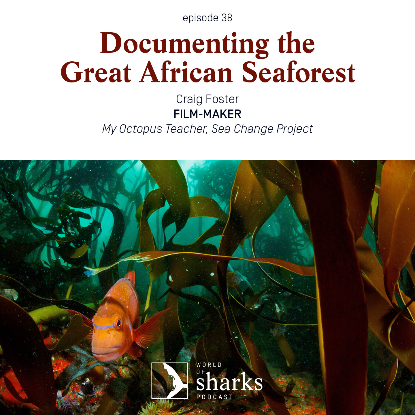 Documenting the Great African Seaforest - Save Our Seas Foundation