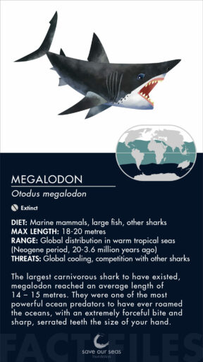 Megalodon - Save Our Seas Foundation