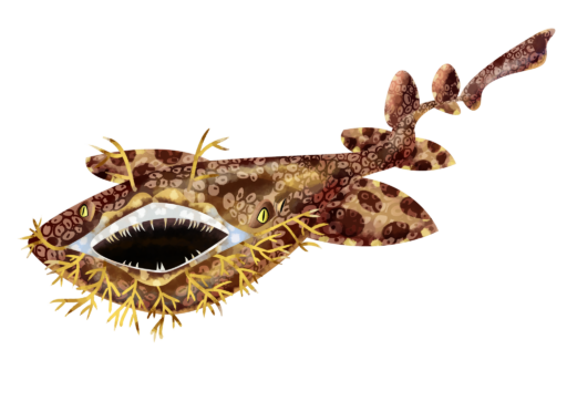 Tasselled wobbegong - Save Our Seas Foundation