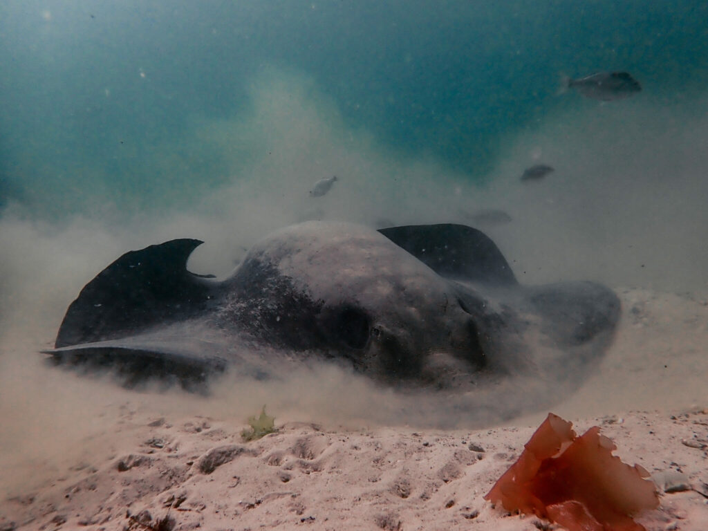 Short-tail stingray - Save Our Seas Foundation