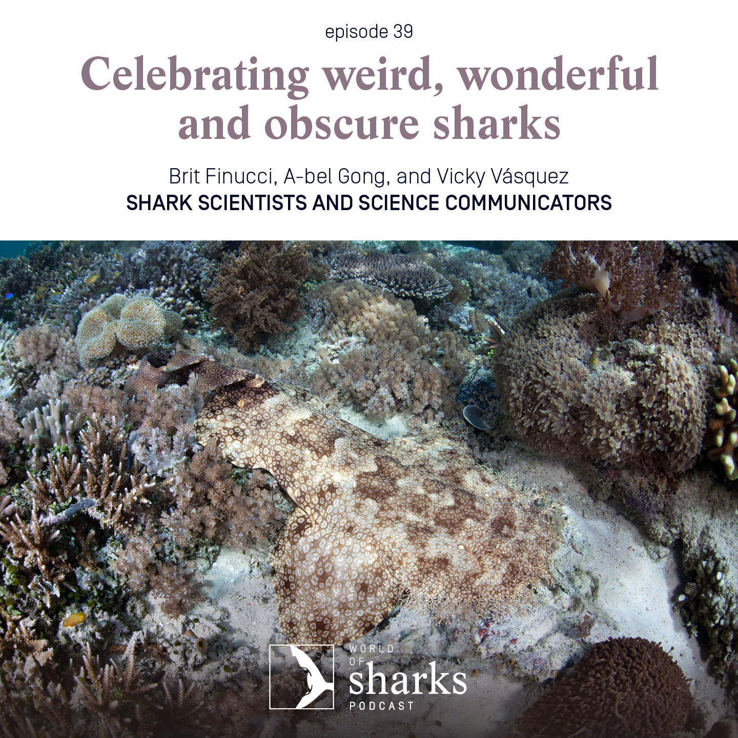 Celebrating weird, wonderful and obscure sharks - Save Our Seas Foundation