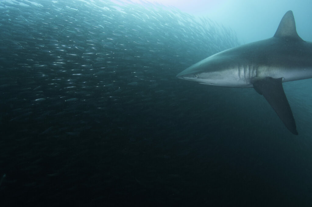Bronze whaler shark - Save Our Seas Foundation