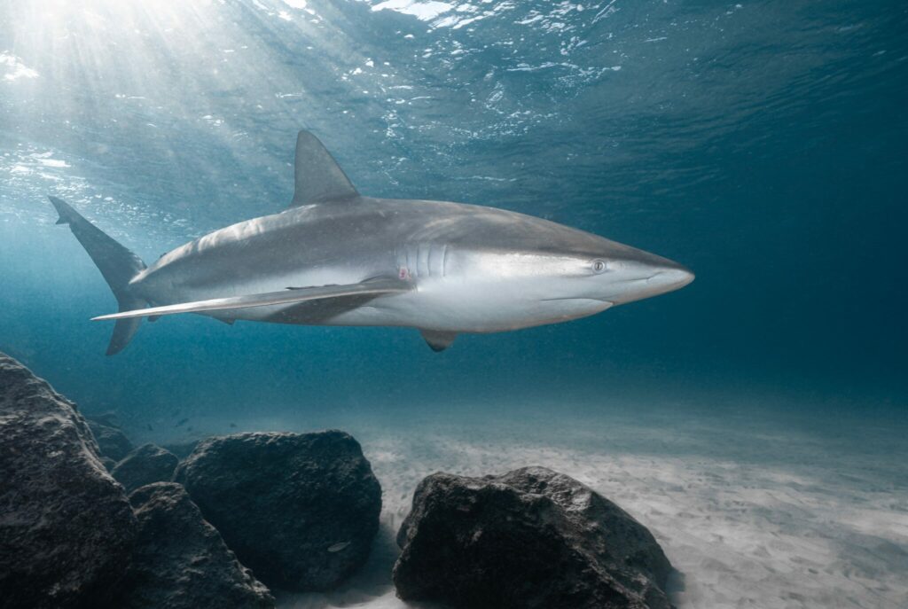 Dusky shark - Save Our Seas Foundation