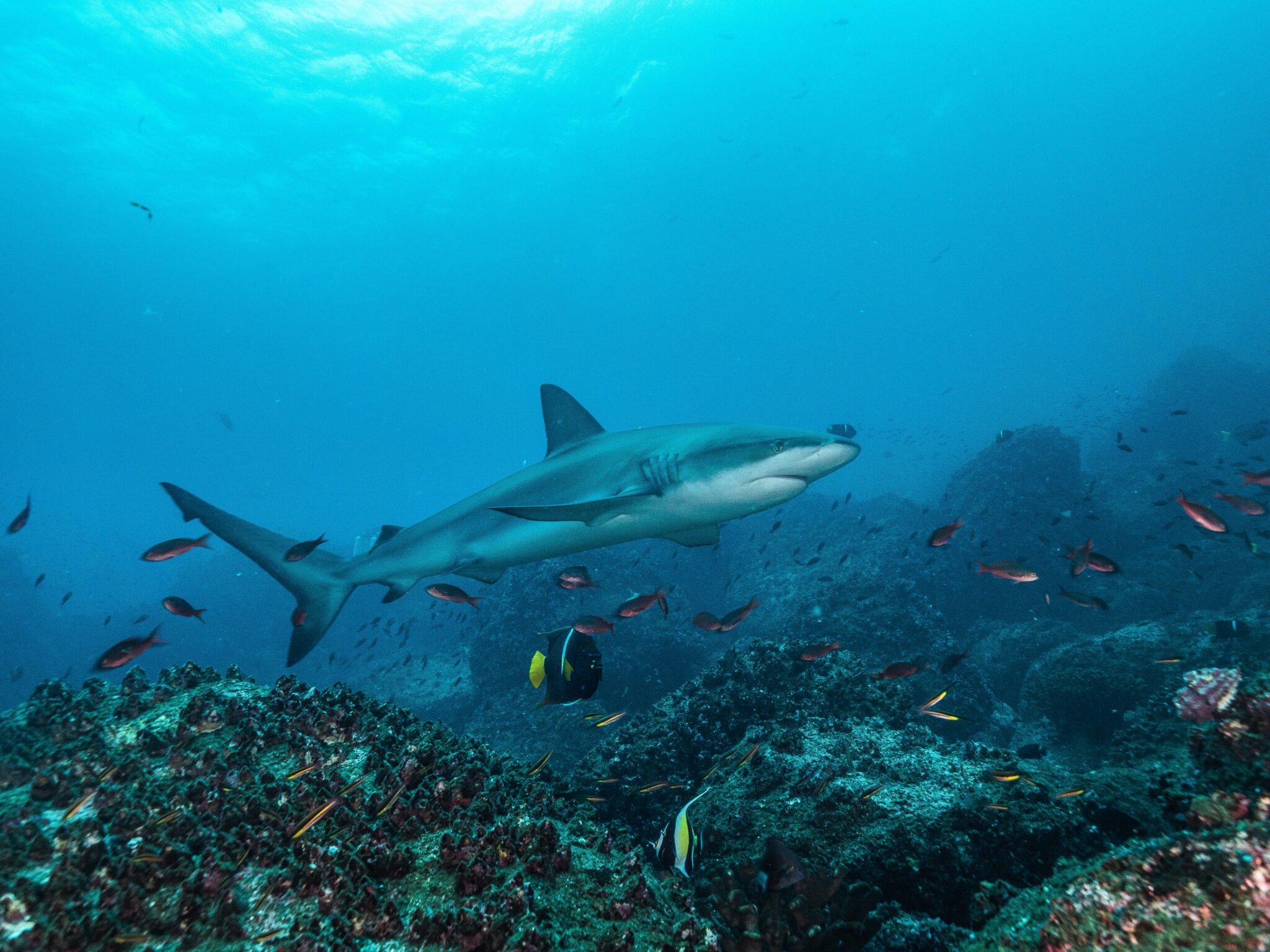 Galapagos shark - Save Our Seas Foundation Galapagos shark - Save Our Seas Foundation