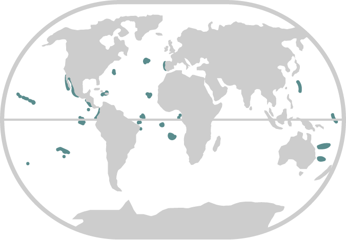 Galapagos shark - Save Our Seas Foundation