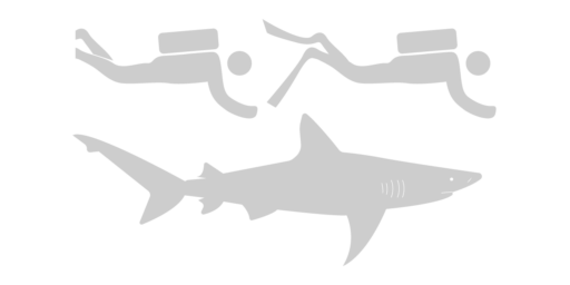 Dusky shark - Save Our Seas Foundation