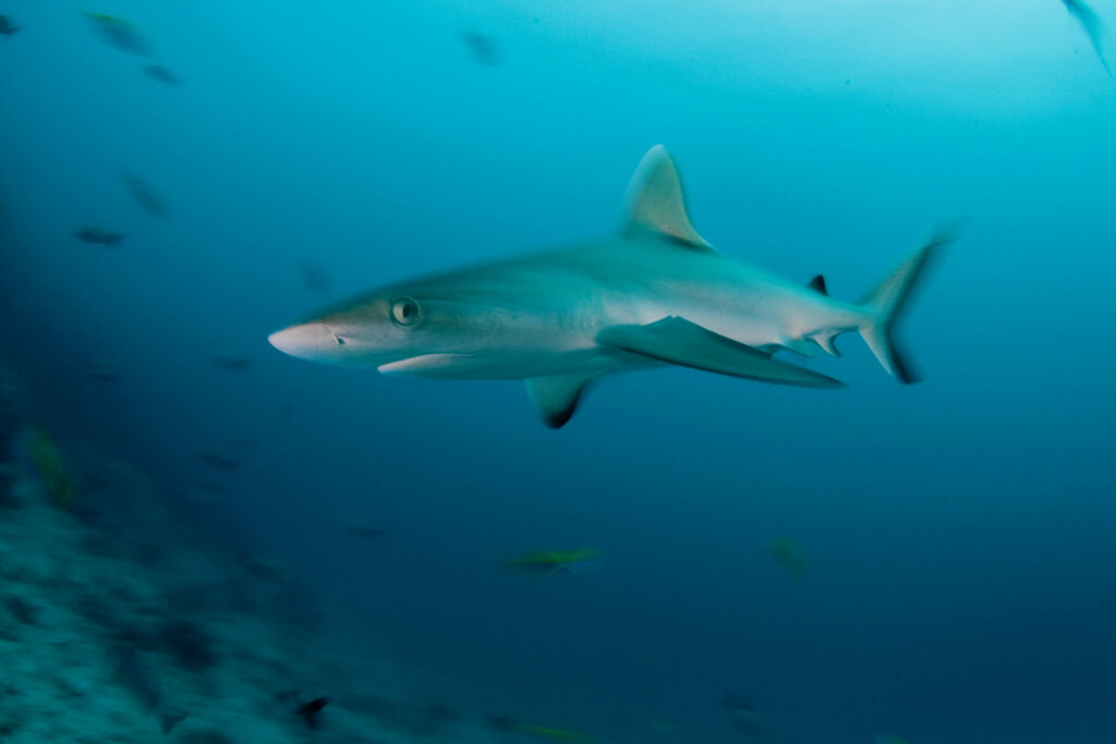 Grey reef shark - Save Our Seas Foundation