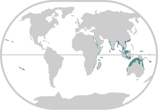 Grey reef shark - Save Our Seas Foundation