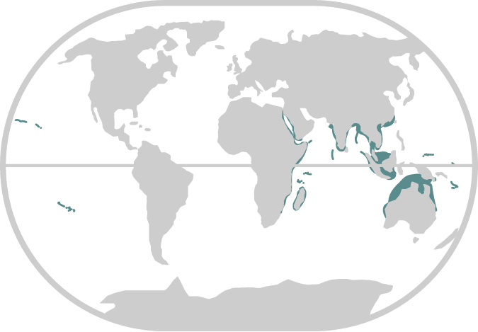 Grey reef shark - Save Our Seas Foundation