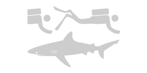 Grey reef shark - Save Our Seas Foundation