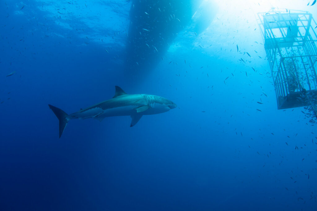 Is shark tourism ‘good’, or ‘bad’? - Save Our Seas Foundation