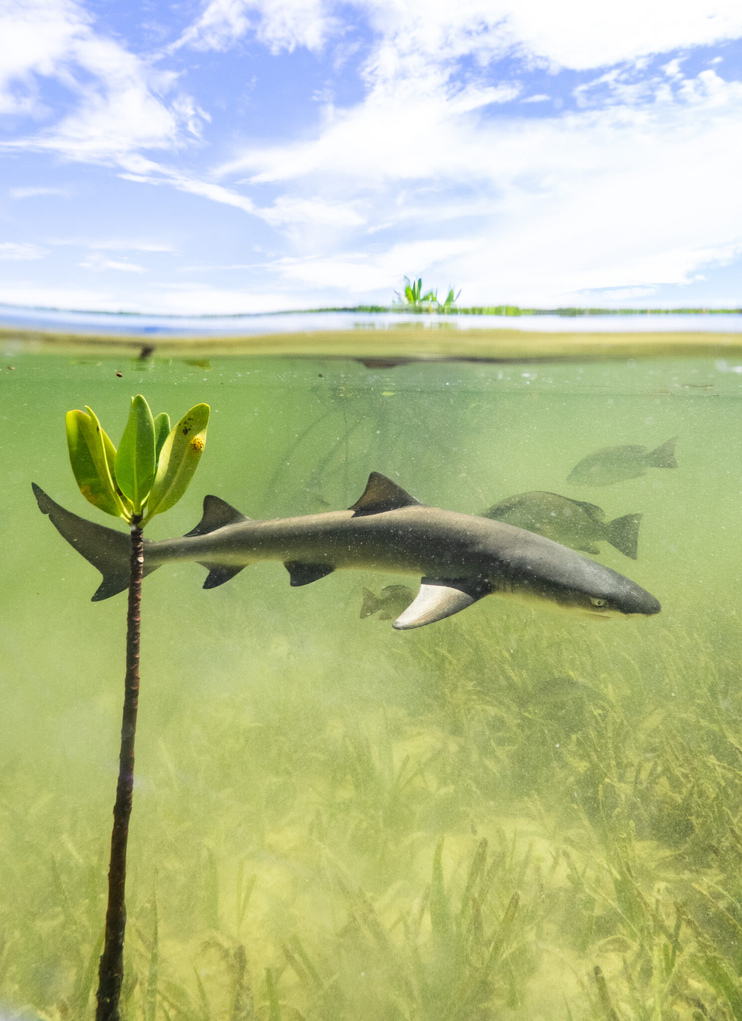 Sicklefin lemon shark - Save Our Seas Foundation