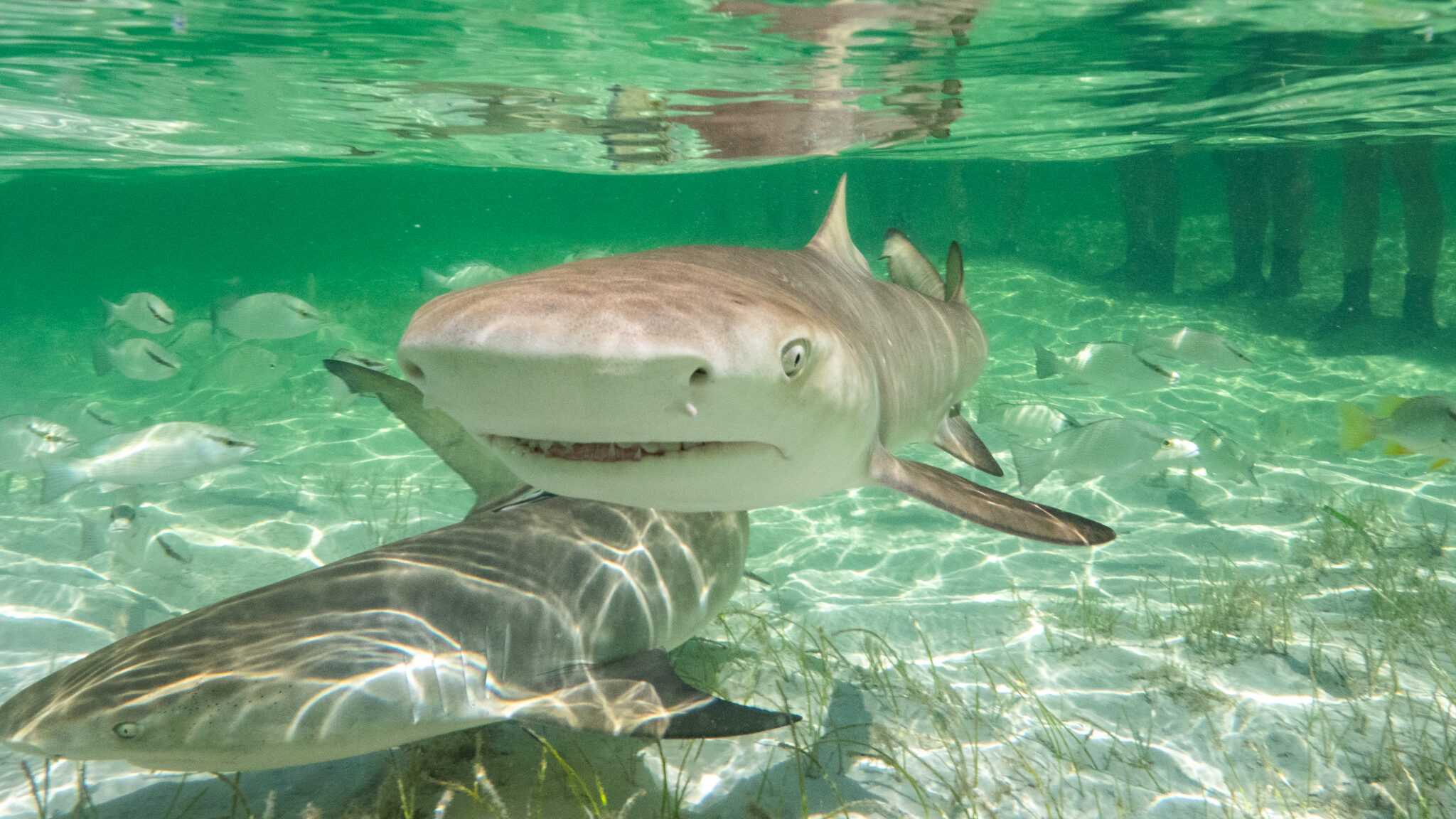 Sicklefin lemon shark - Save Our Seas Foundation