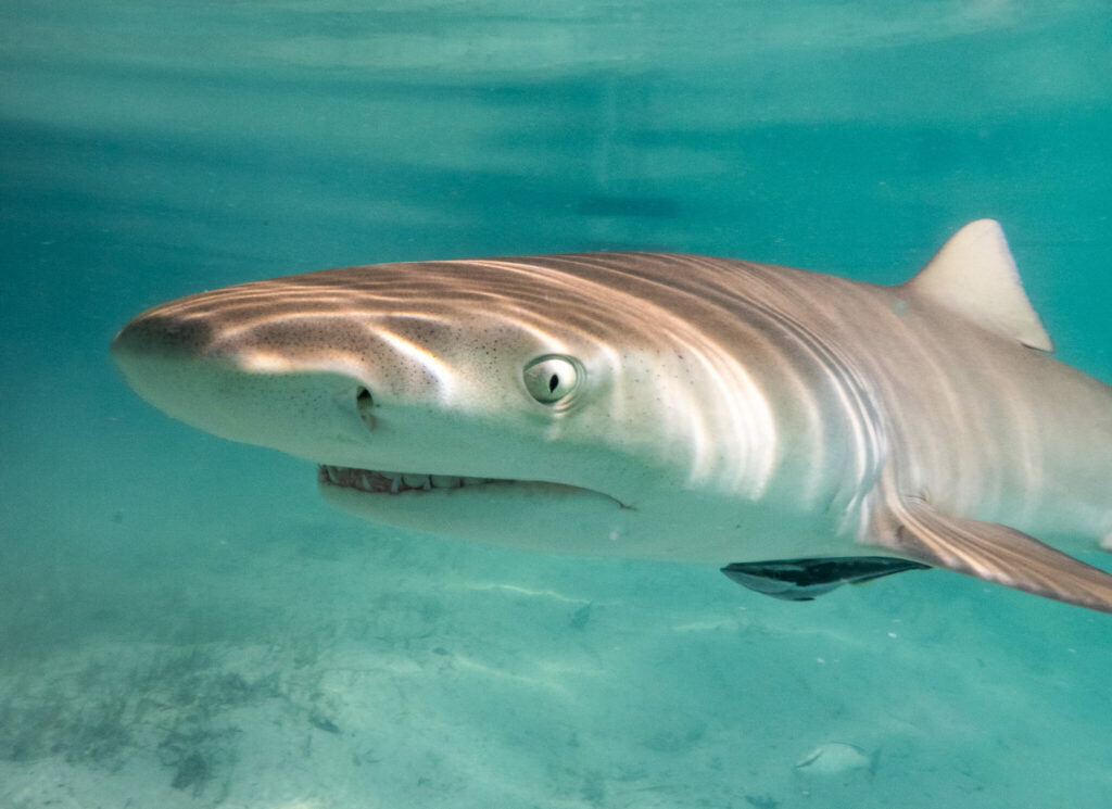 Sicklefin lemon shark - Save Our Seas Foundation