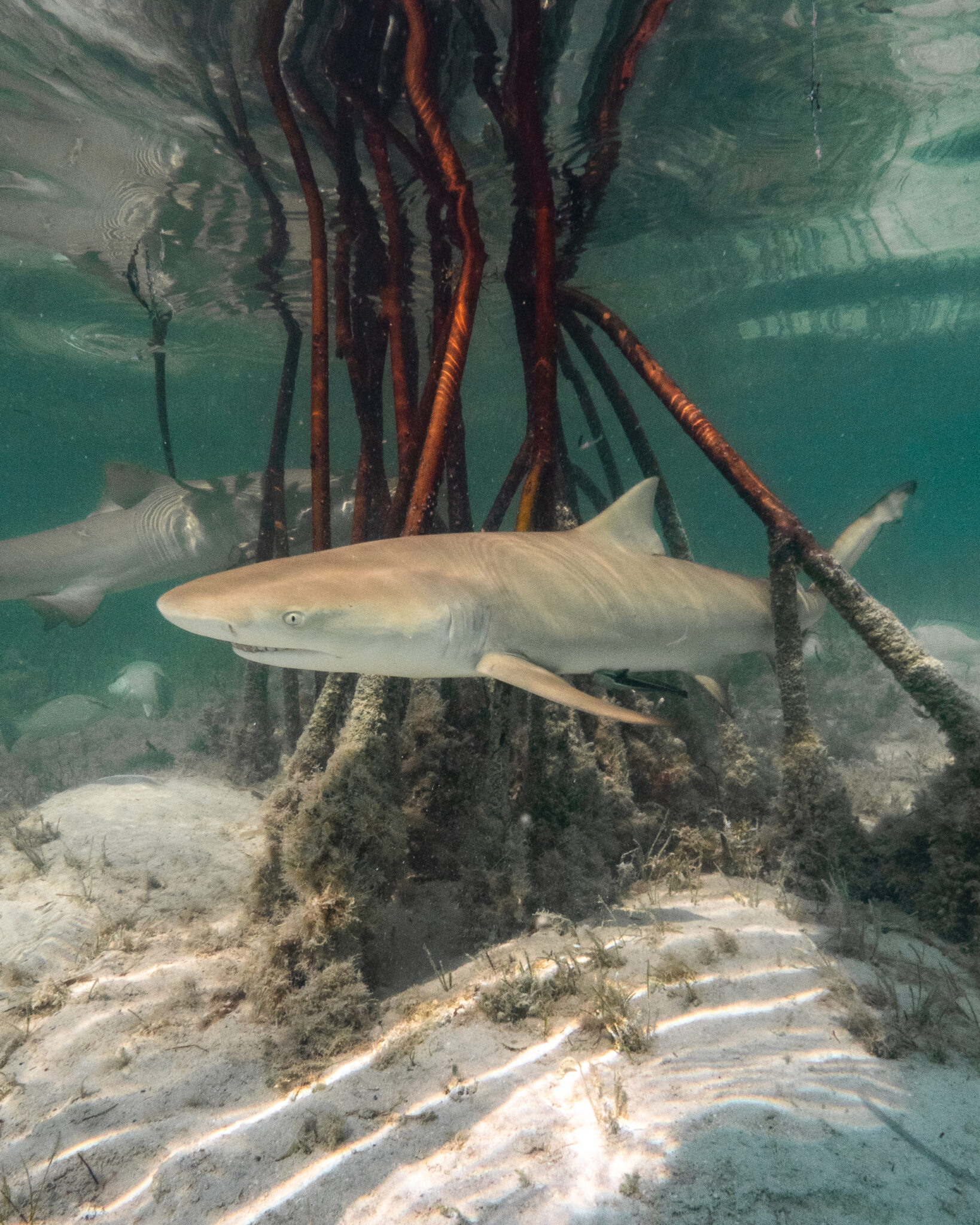 Sicklefin lemon shark - Save Our Seas Foundation