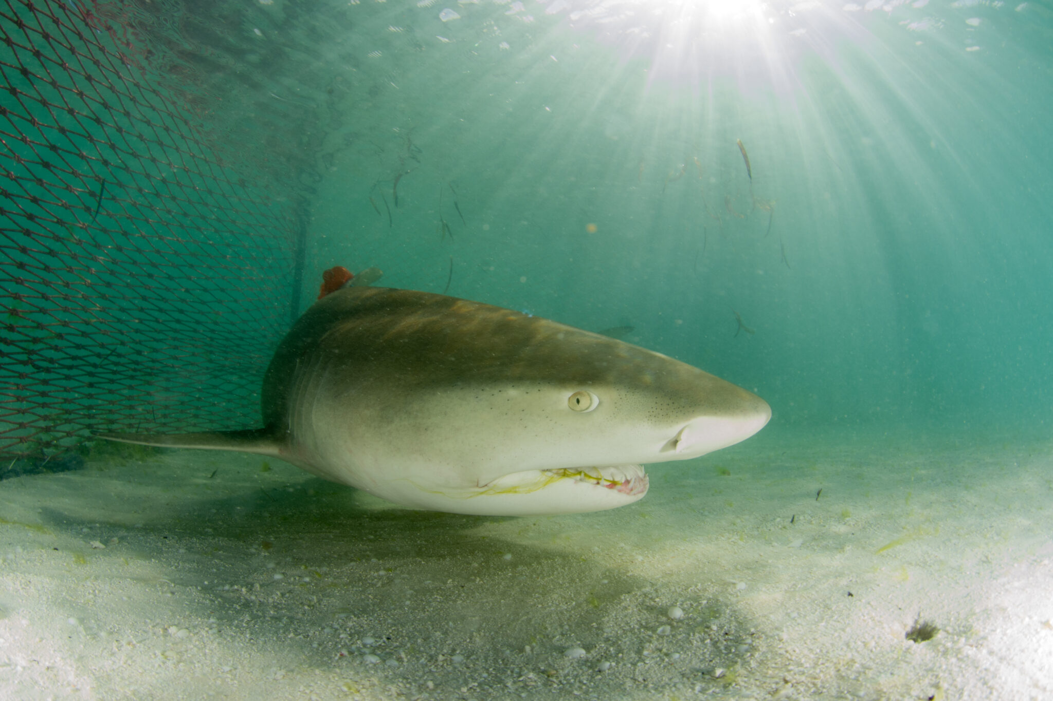 Sicklefin lemon shark gallery - Save Our Seas Foundation