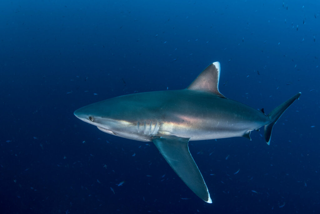 Silvertip shark - Save Our Seas Foundation