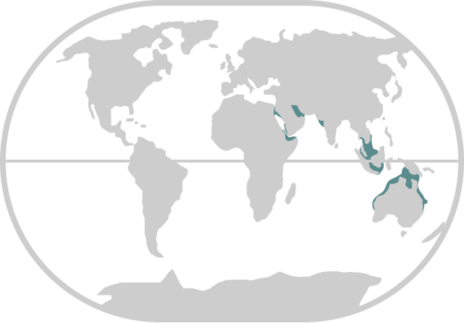Sicklefin lemon shark - Save Our Seas Foundation