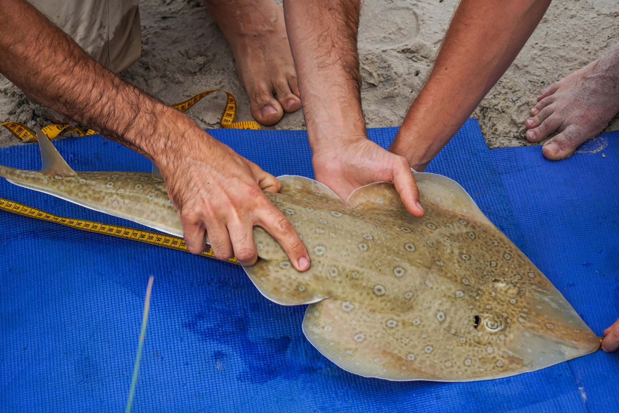Lesser guitarfish - Save Our Seas Foundation
