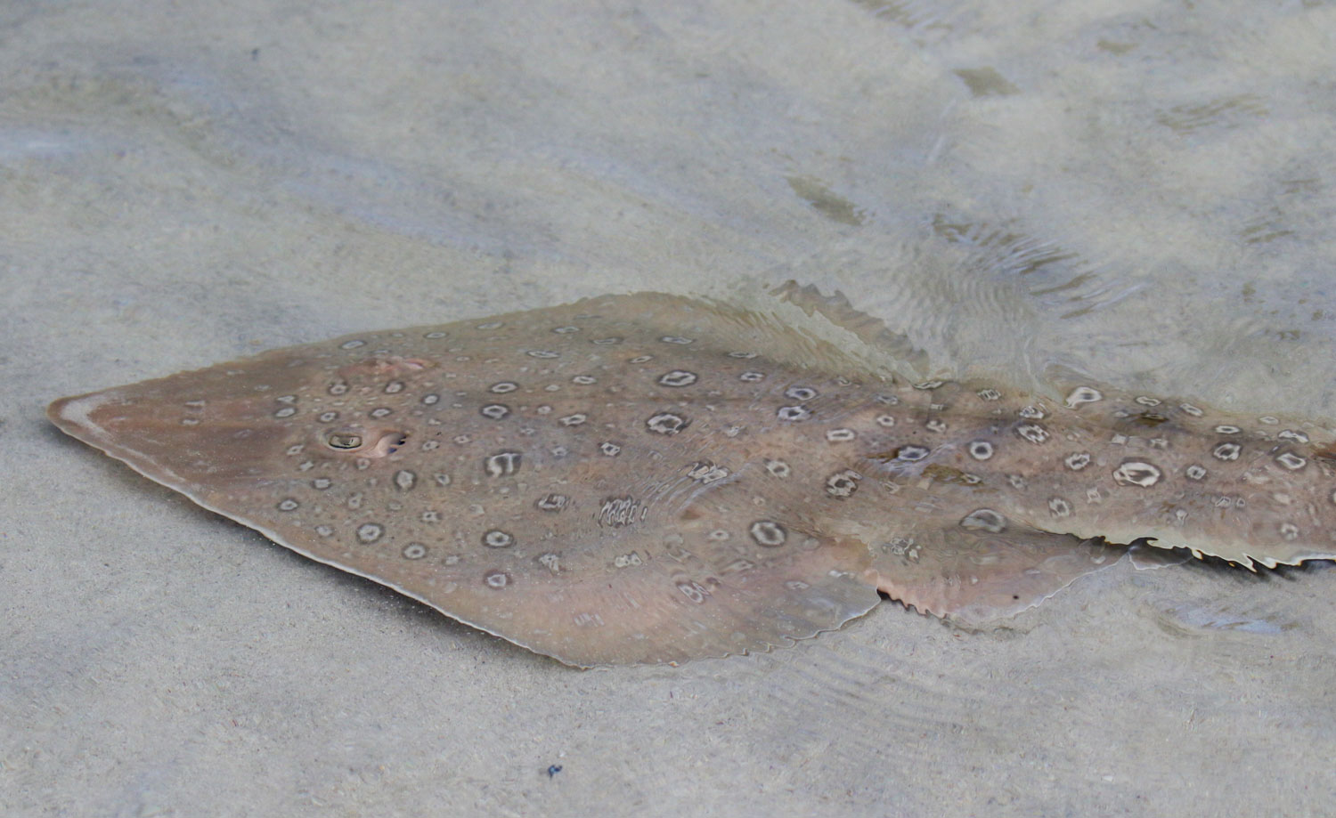 Lesser guitarfish - Save Our Seas Foundation
