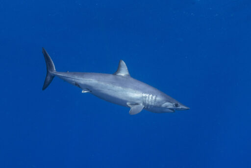 Which sharks are the fastest? - Save Our Seas Foundation