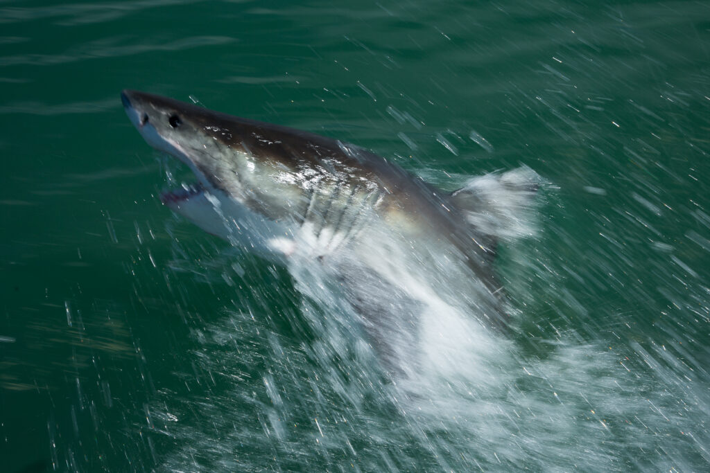 Which sharks are the fastest? - Save Our Seas Foundation